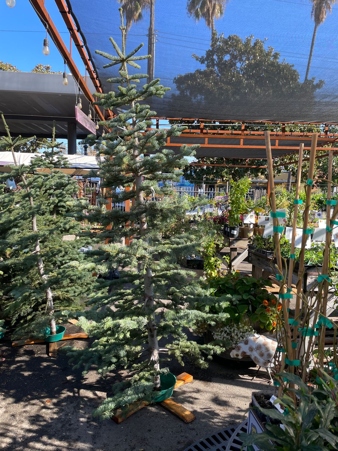ABC Silvertip Fir 8/9′ $199.99 – Store – The Plant Foundry