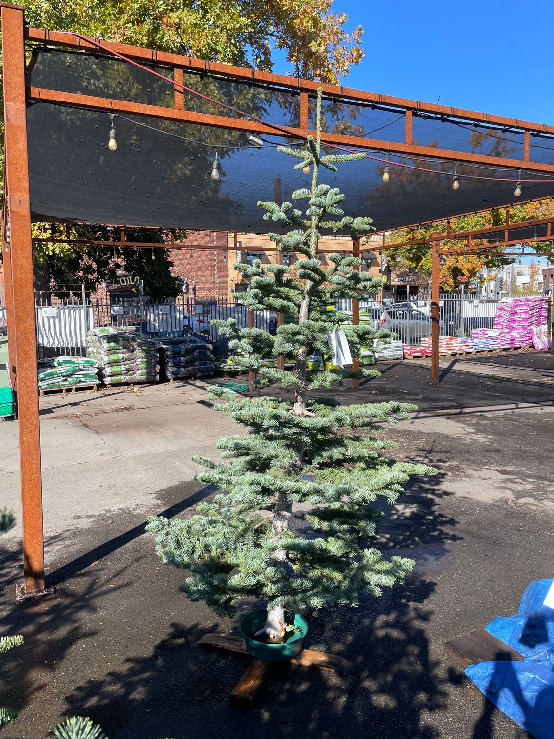 ABC Silvertip Fir 7/8′ $146.99 – Store – The Plant Foundry