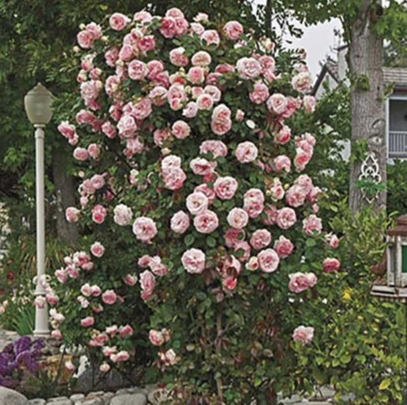 Weeks Roses Pearly Gates CL. – Store – The Plant Foundry