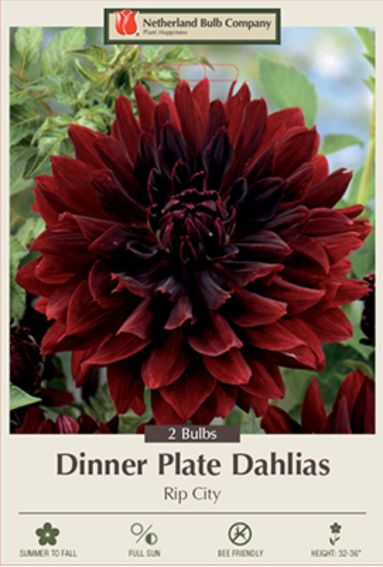 NBC Dahlia Dinner Plate Rip City – Store – The Plant Foundry