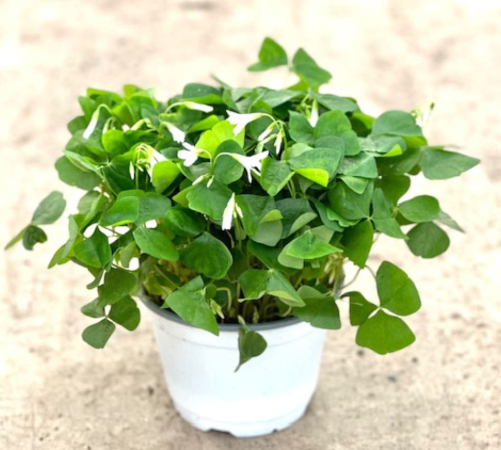 CG 6″ Shamrock 10052 – Store – The Plant Foundry