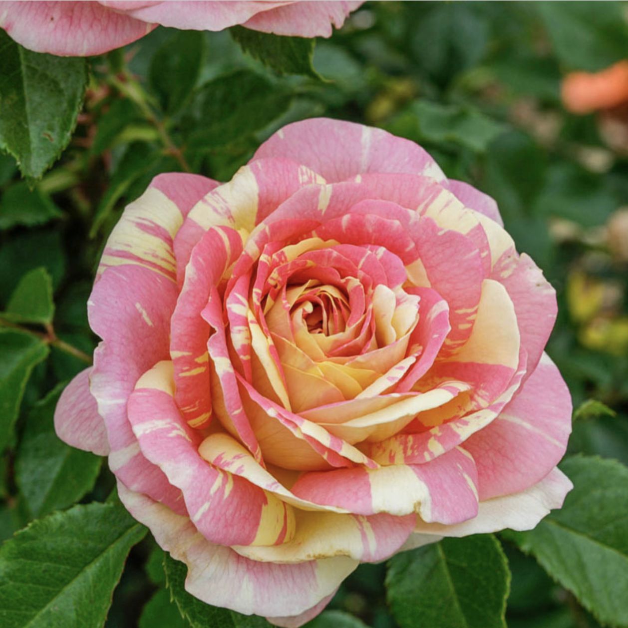 Striped Roses – Store – The Plant Foundry