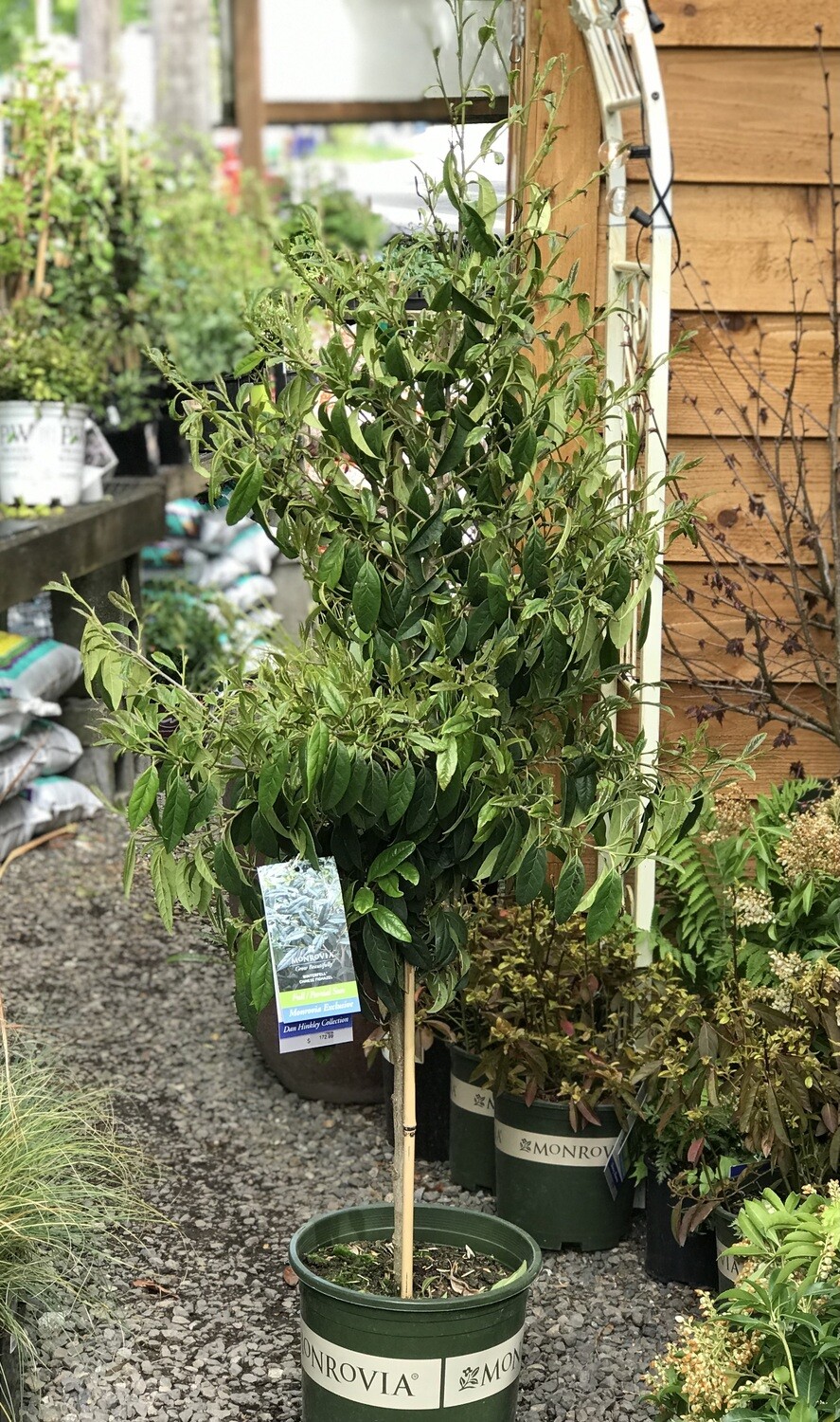 Winterfell Chinese Fighazel, Sycopsis sinensis 5gal