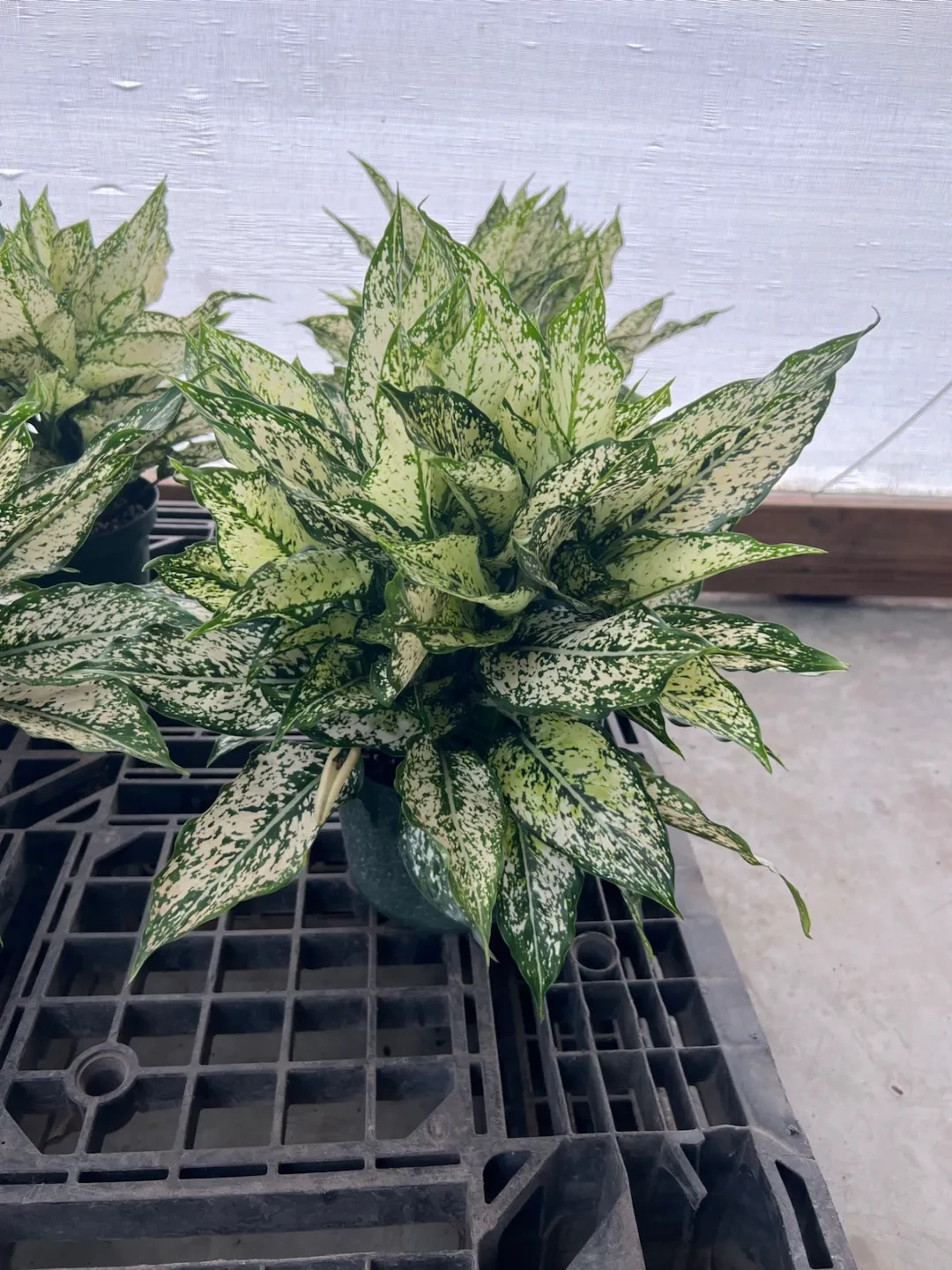 Aglaonema Spring Snow 8" Pot; Height 14-20", Nice