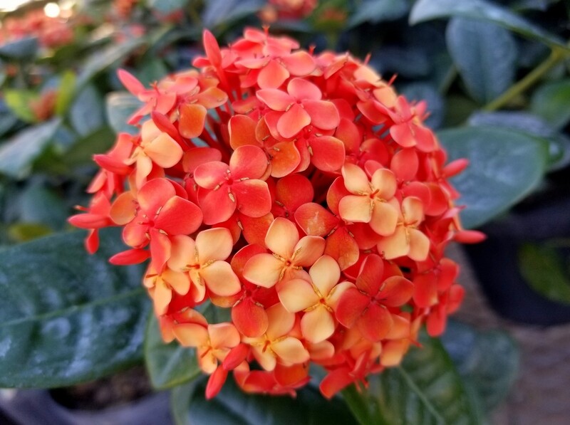 Ixora