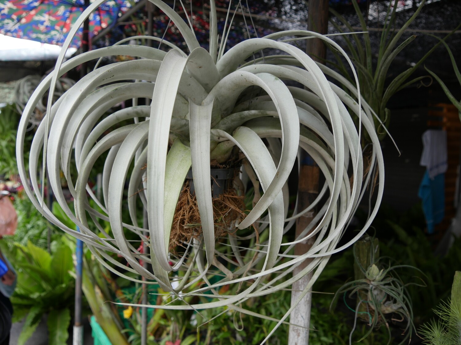 Tillandsia