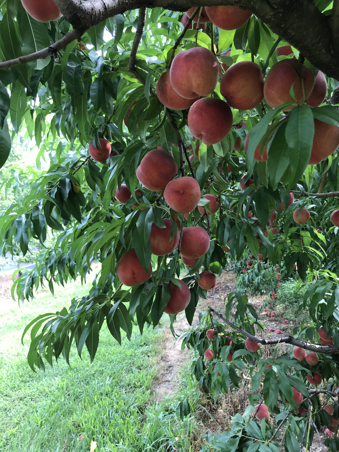 White Peaches 2.5lbs