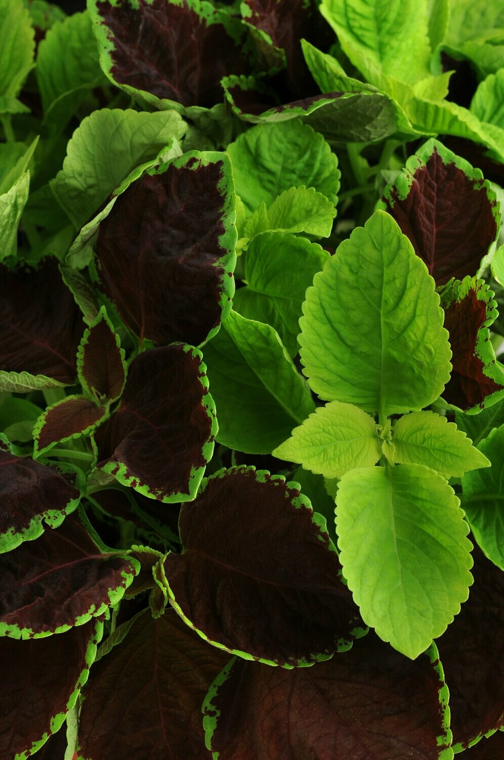 Sun Coleus