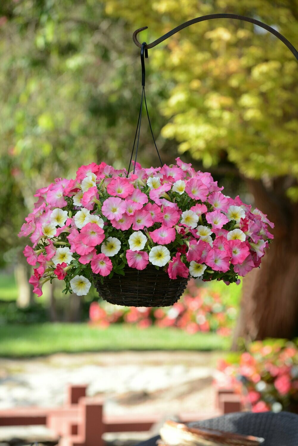 Sun Hanging Baskets