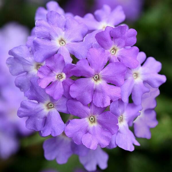 Verbena Firehouse Lavender