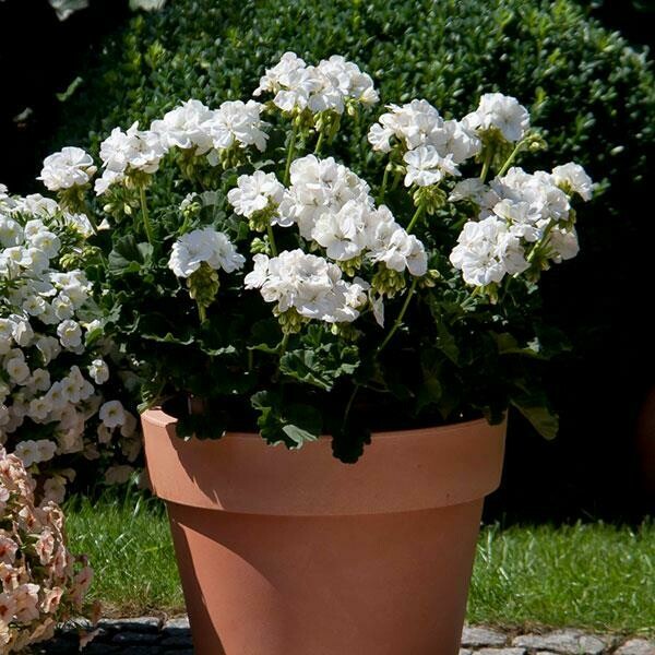 Geranium Moonlight White
