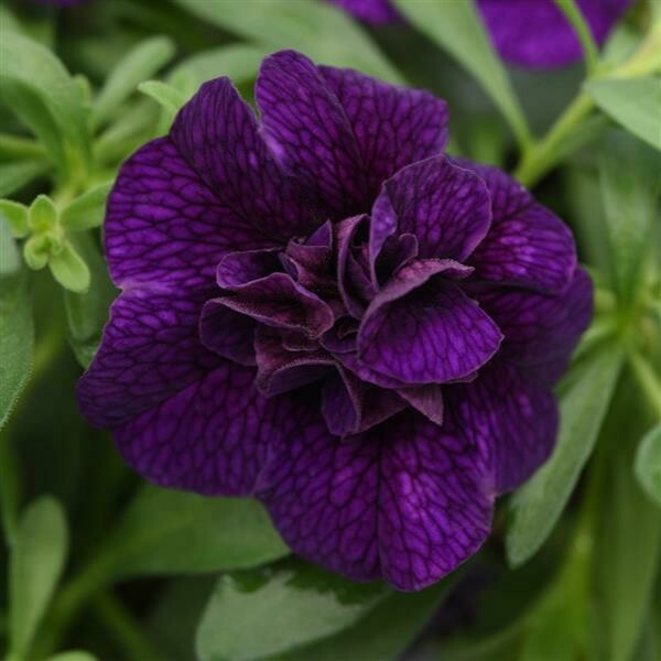 Calibrachoa Uno Double Dark Blue
