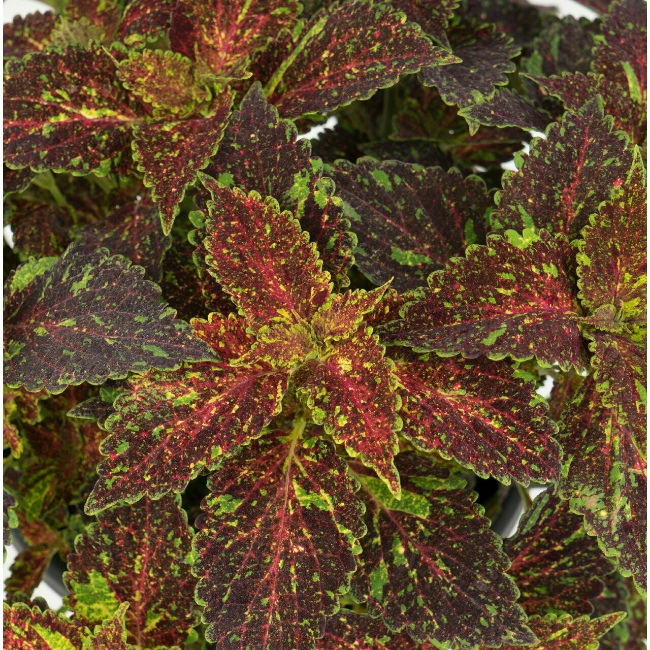 Coleus Main Street Michigan Ave