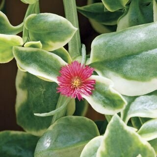 Dorotheanthus Mezoo Trailing Red