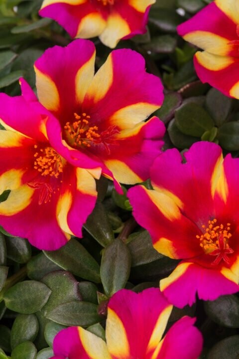 Portulaca ColorBlast Watermelon Punch