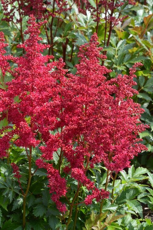 Astilbe Chinensis Lowlands Ruby Red