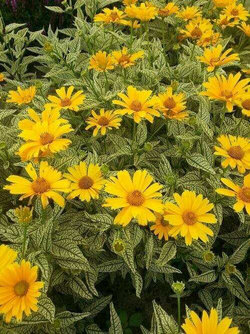 Heliopsis Helianthoides Sunstruck
