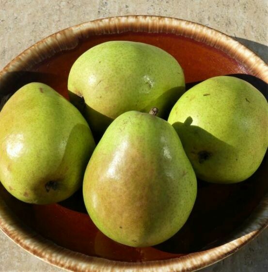 Pear (Anjou)