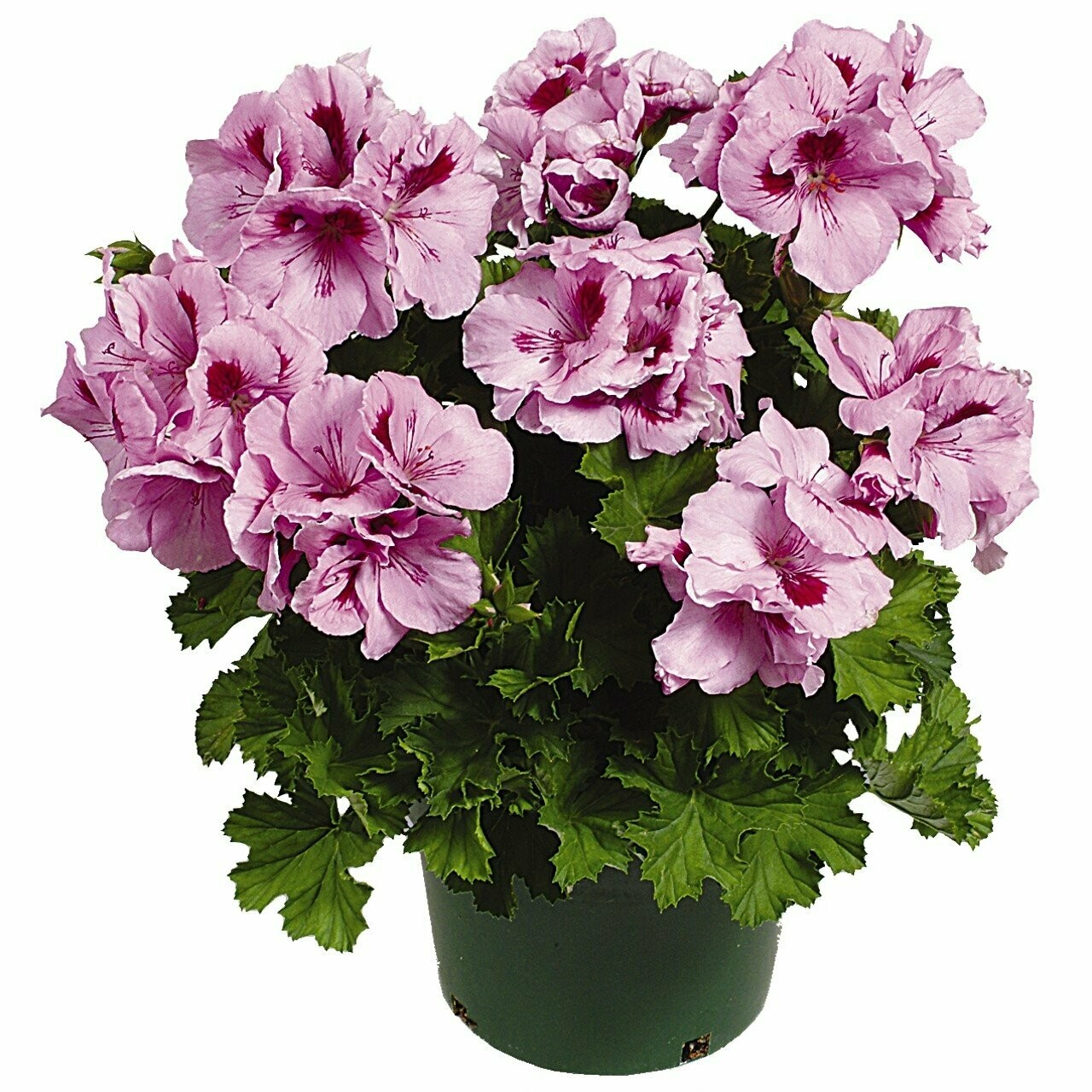 Geranium Regal Elegance Light Lavender Splash