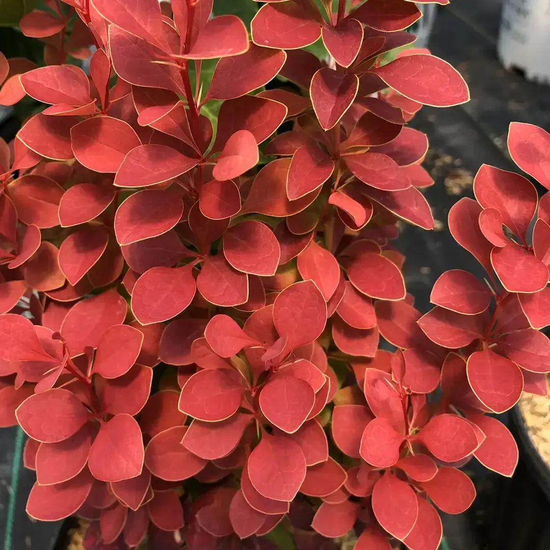 Barberry Sunjoy Orange Pillar
