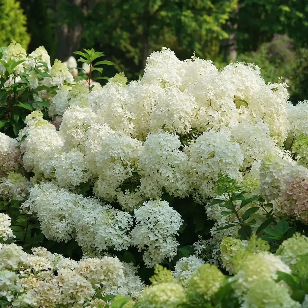 Hydrangea Puffer Fish