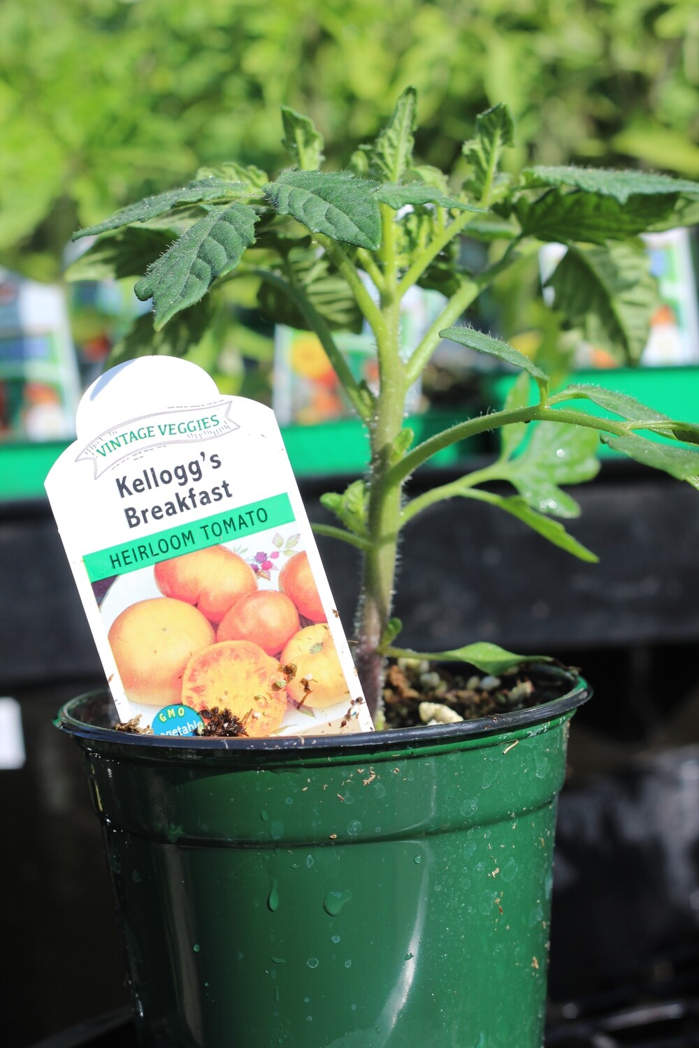 Kelloggs Breakfast Tomato Plant