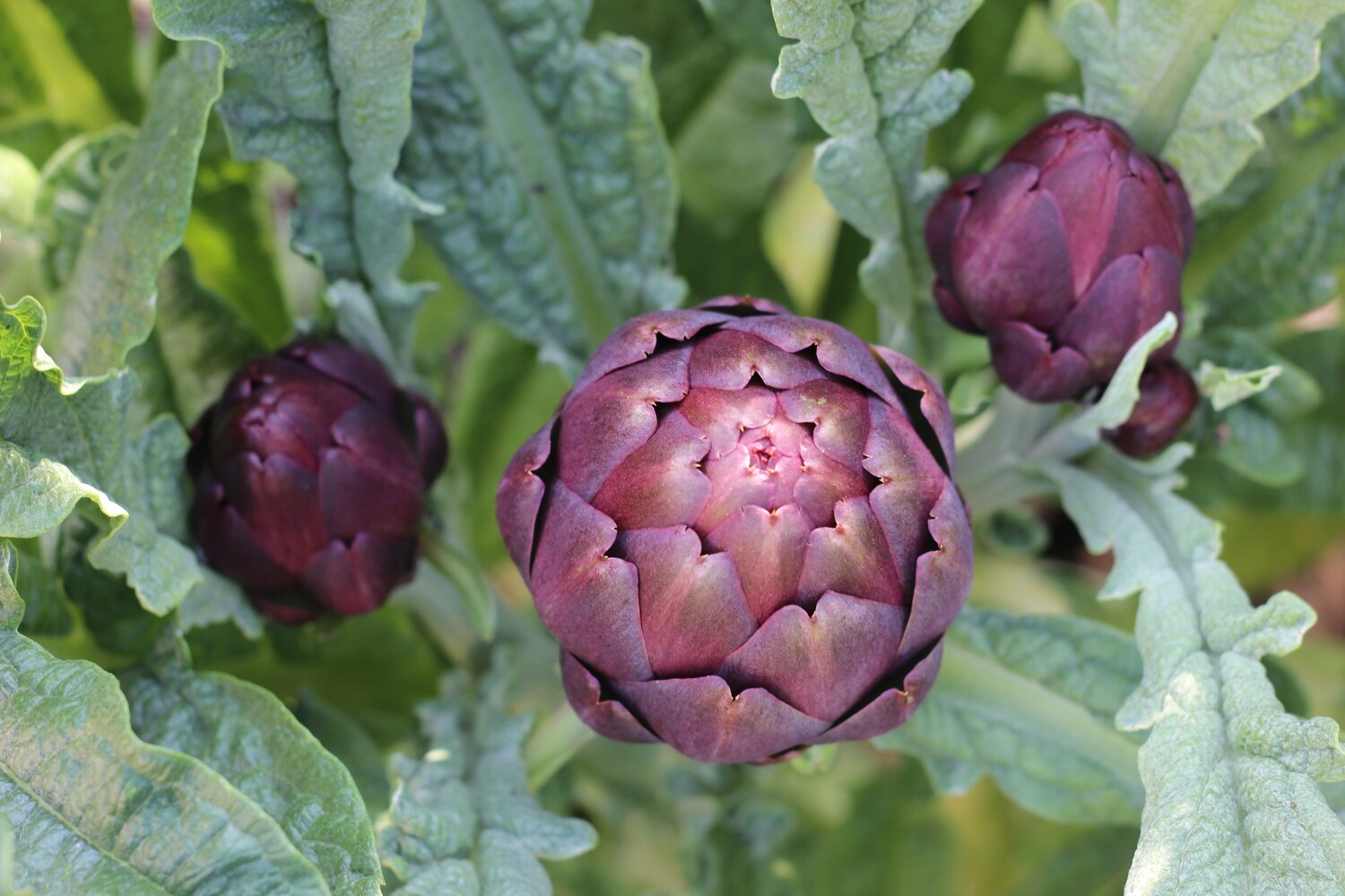 Vegetables - Store - Terra Sol Garden Center