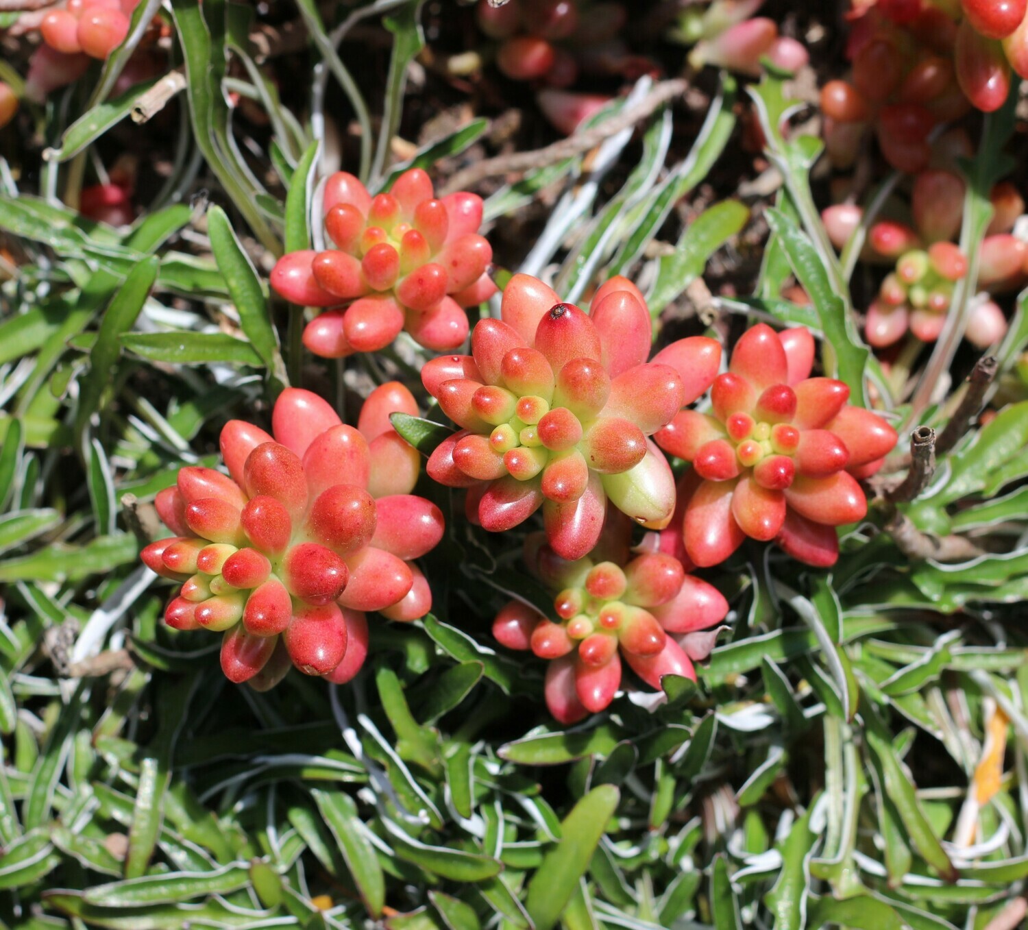 Succulents - Succulent - Terra Sol Garden Center , Santa Barbara