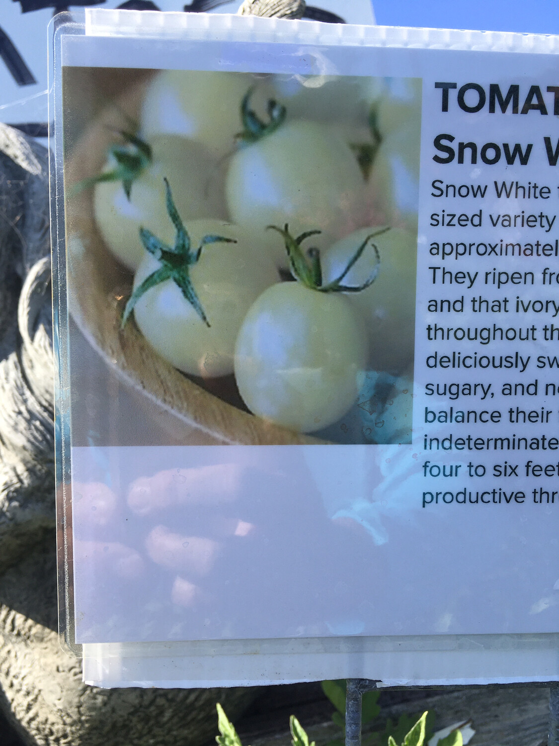 4" Tomato Snow White Cherry - Water Plants - Terra Sol Garden Center ...