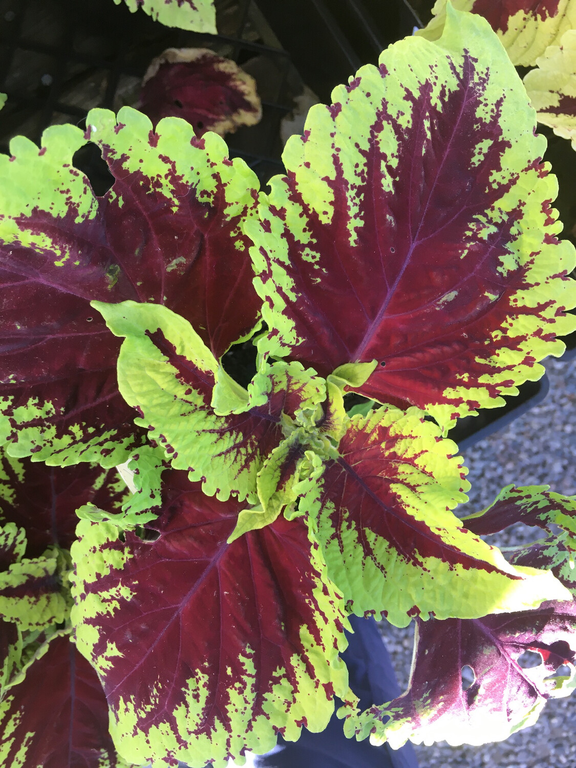 4" Coleus Giant Scarlet - Landscape Plants - Terra Sol Garden Center ...
