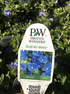 4" Perennials - Landscape Plants - Terra Sol Garden Center, Santa Barbara