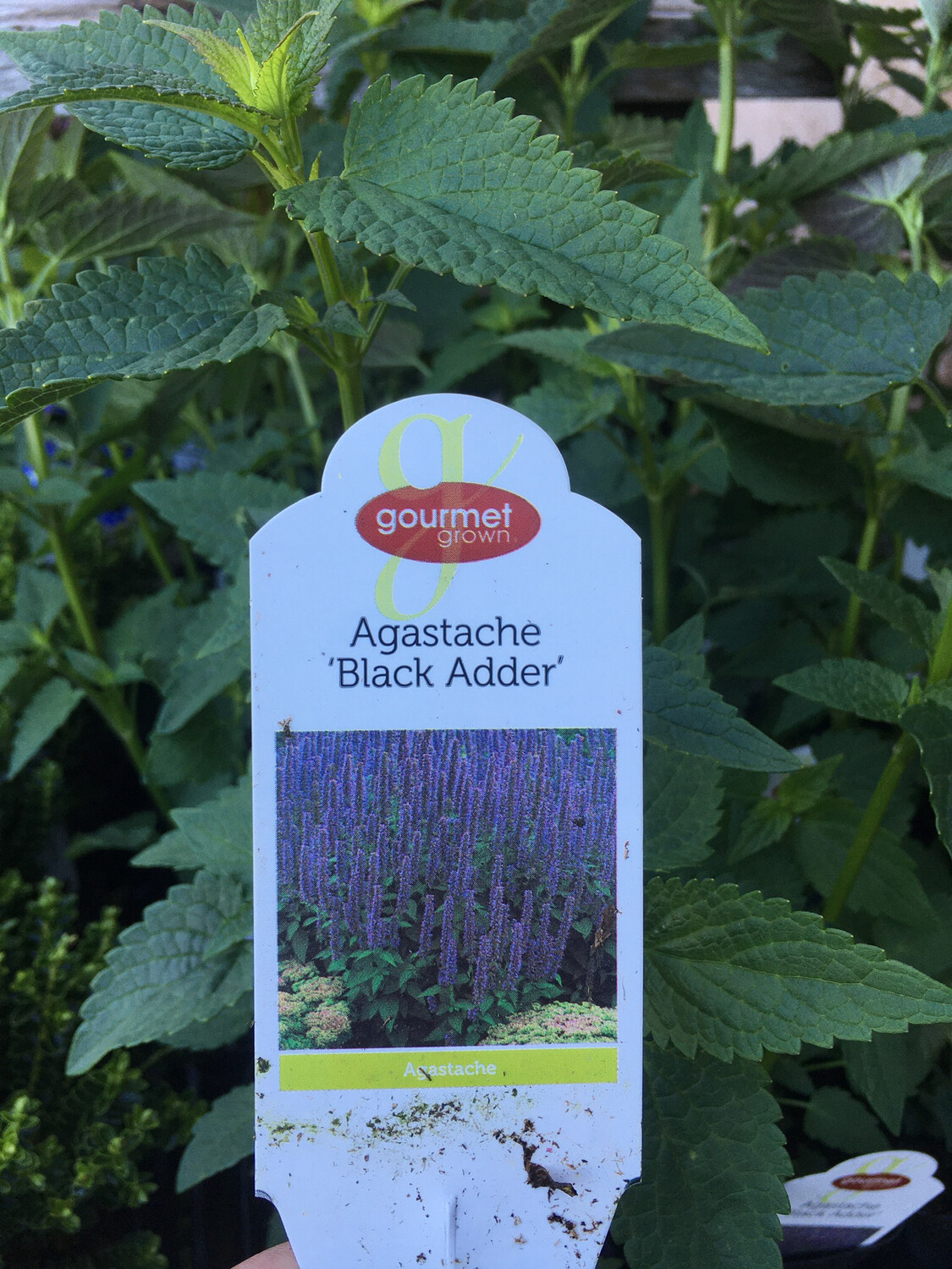 4" Agastache Black Adder - Landscape Plants - Terra Sol Garden Center ...
