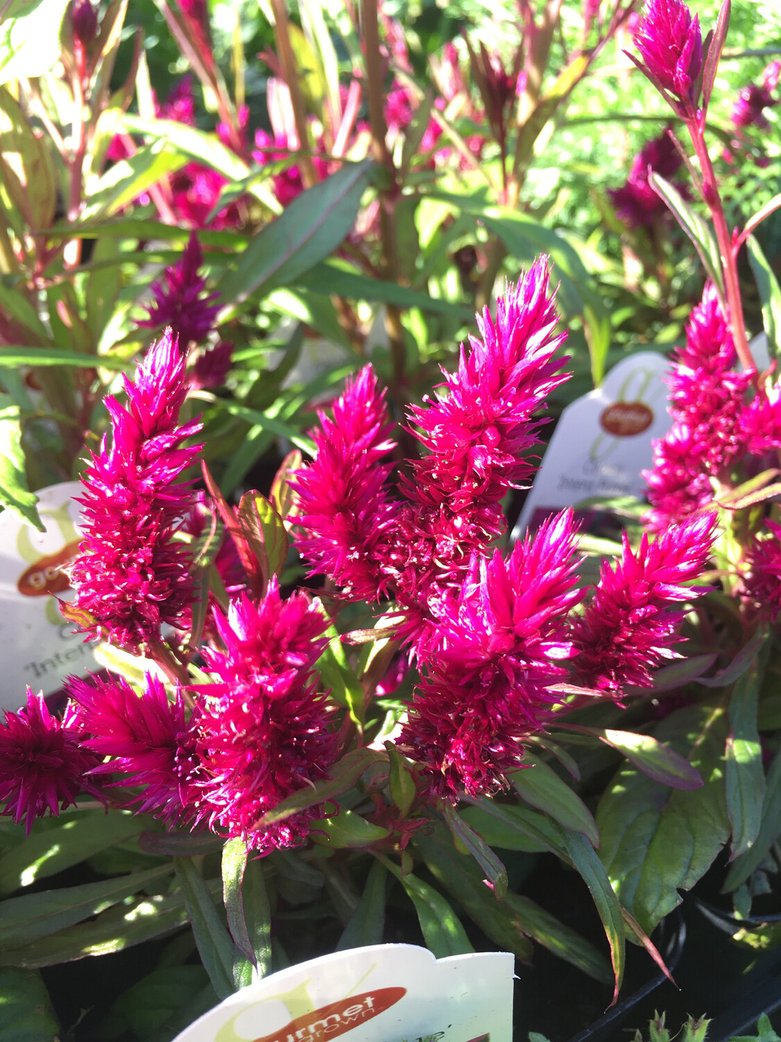 4" Celosia Intenz Dark Purple - Store - Terra Sol Garden Center