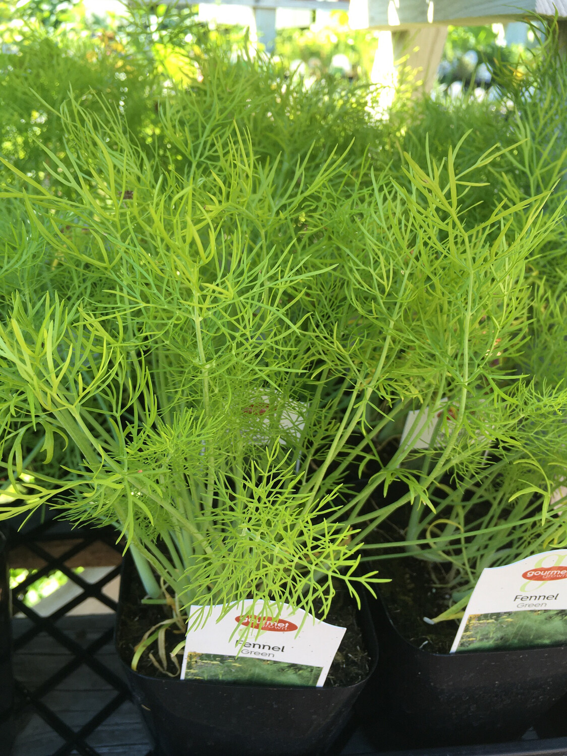 4" Fennel Green - Fruits And Vegetables - Terra Sol Garden Center ...