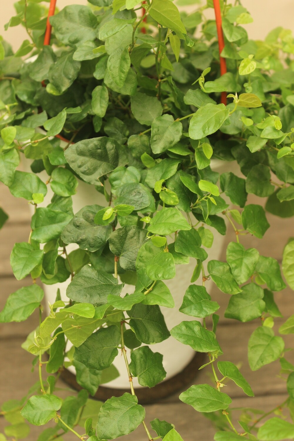 6" Ficus repens (Green Creeping Fig) - Soils and Fertilizers - Terra ...