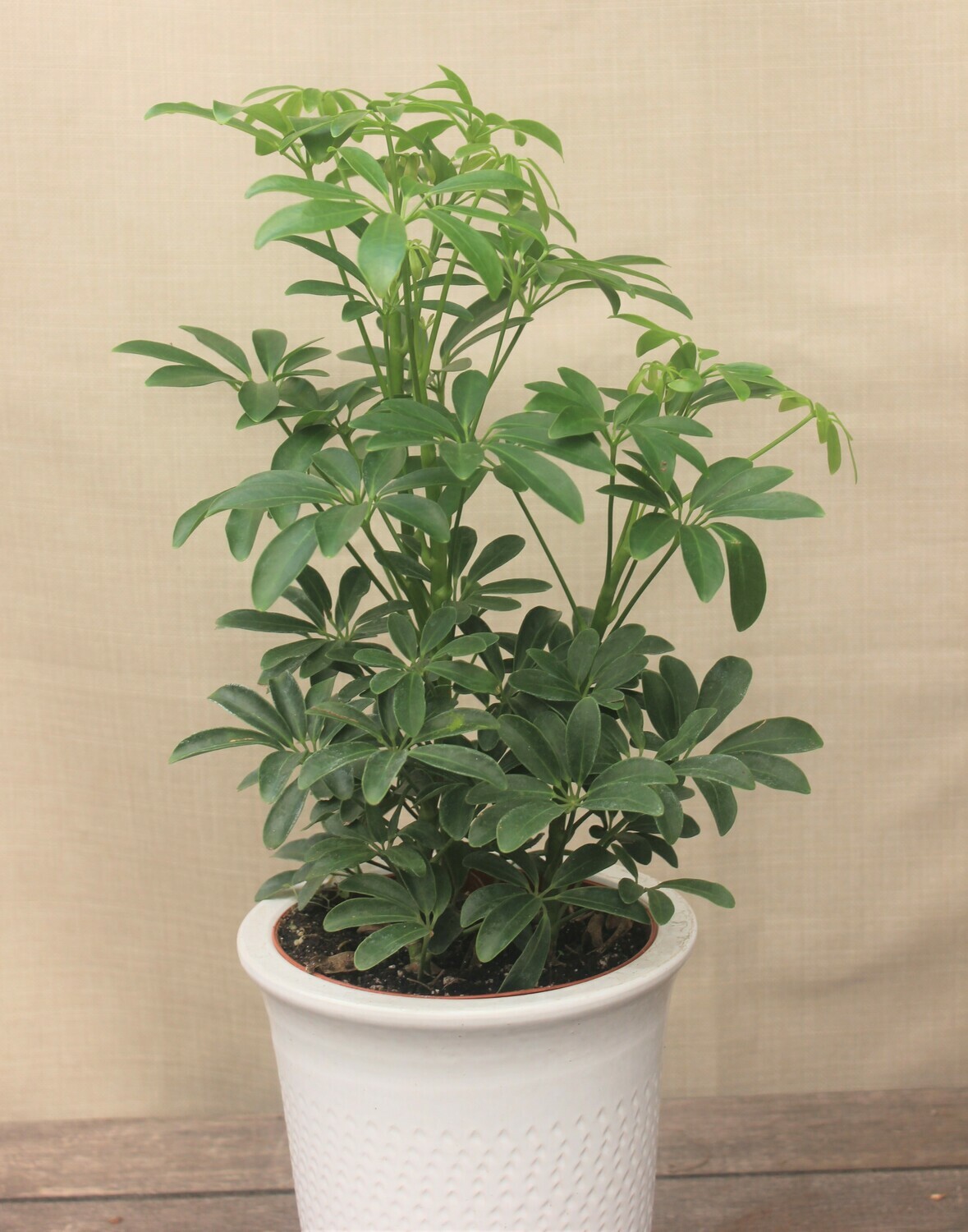 6" Schefflera arboricola 'Mini' (Dwarf Umbrella Tree) - Benches ...