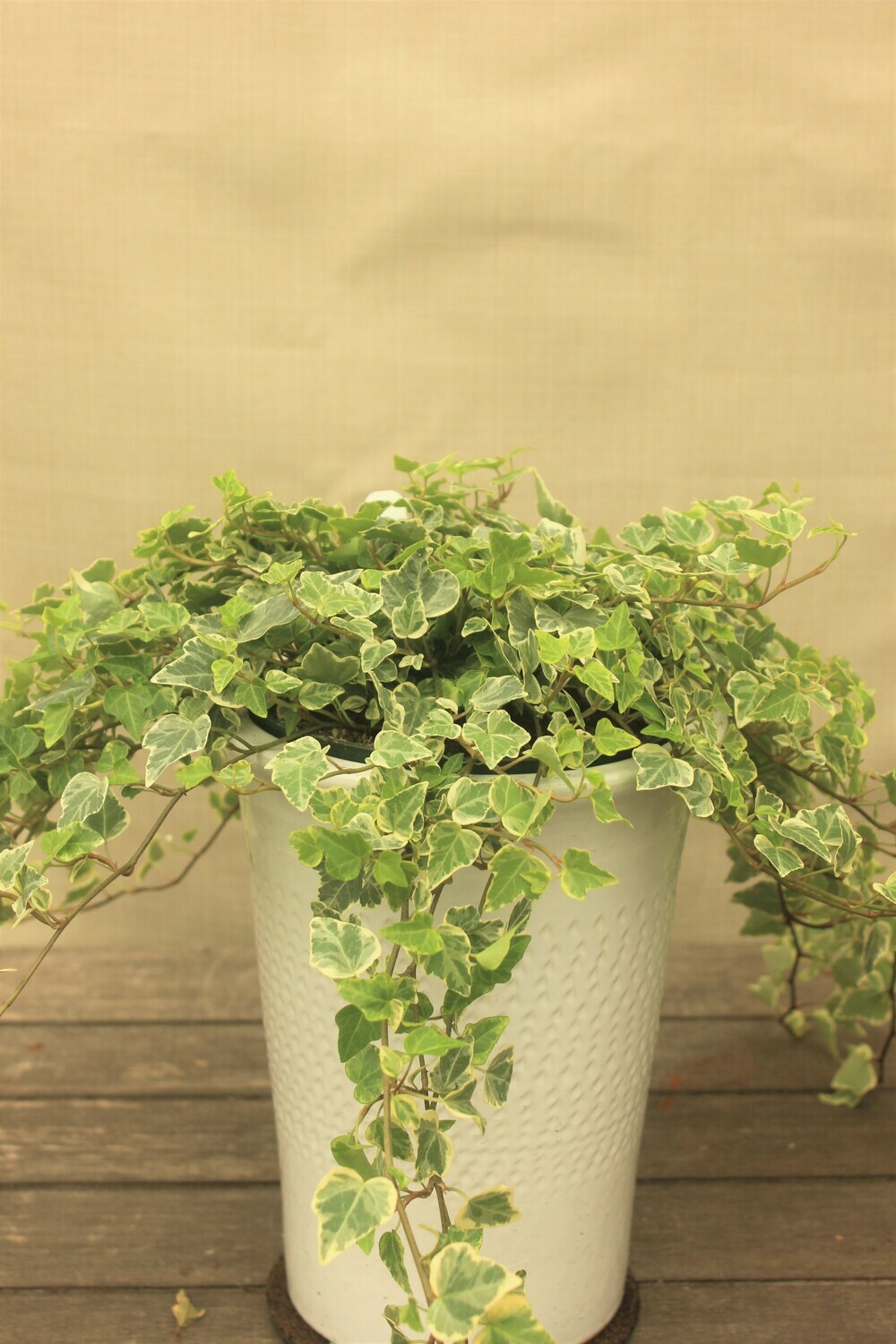 6" Hedera helix 'Wonder' (Ivy) - Houseplants - Terra Sol Garden Center ...