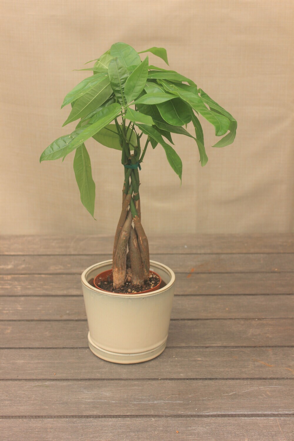 4" Pachira aquatica (Money Tree) - Houseplants - Terra Sol Garden ...