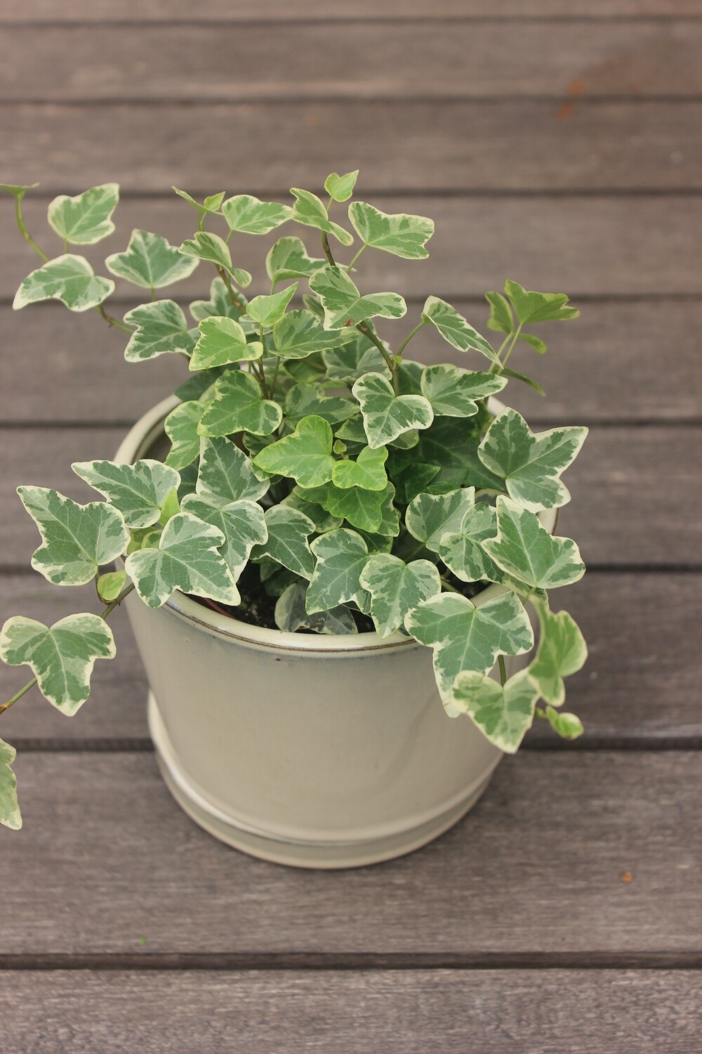 4" Hedera helix 'White Wonder' (Ivy) - Houseplants - Terra Sol Garden ...