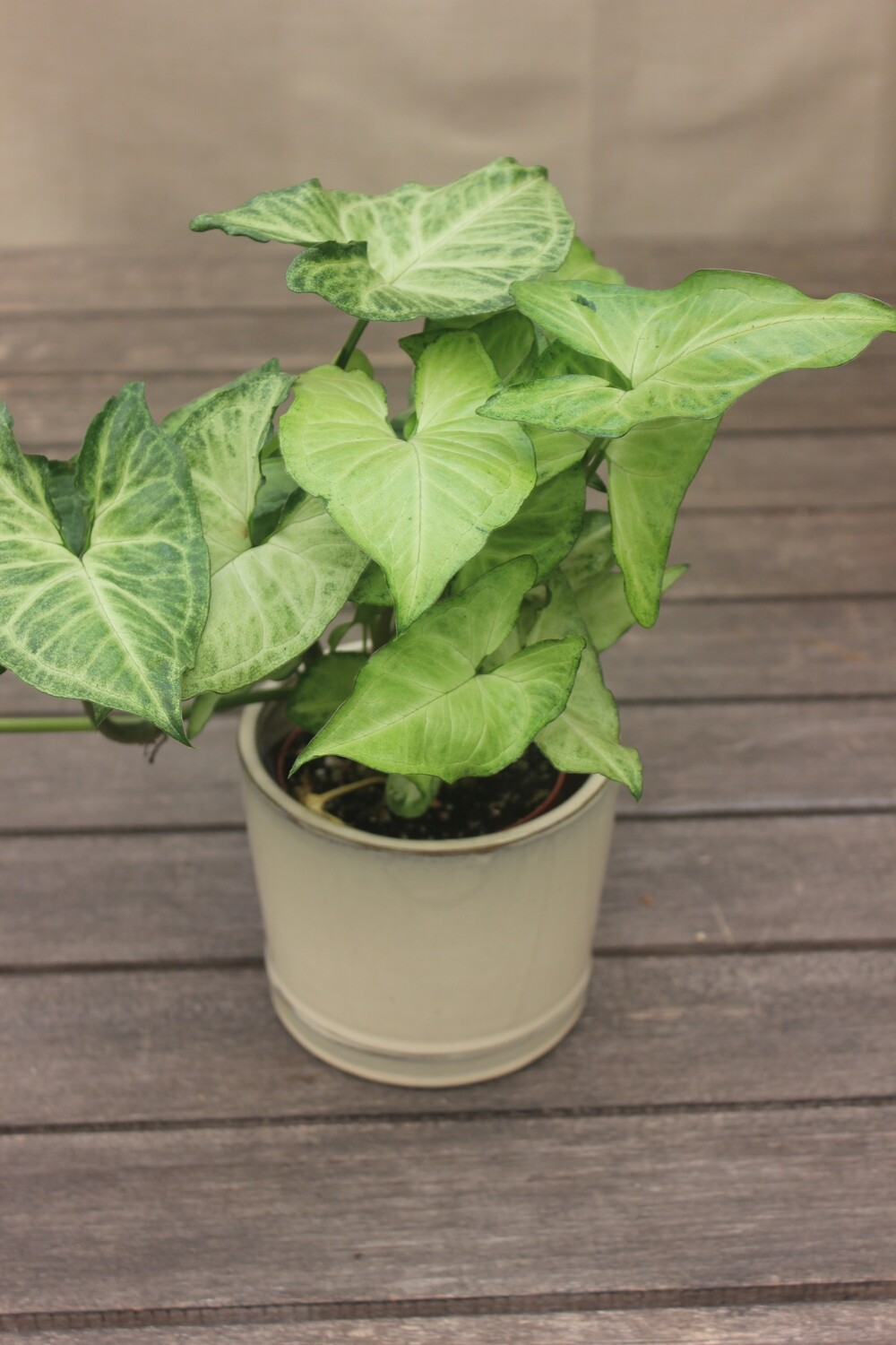 4" Nephthytis 'Bob Allusion' - Store - Terra Sol Garden Center