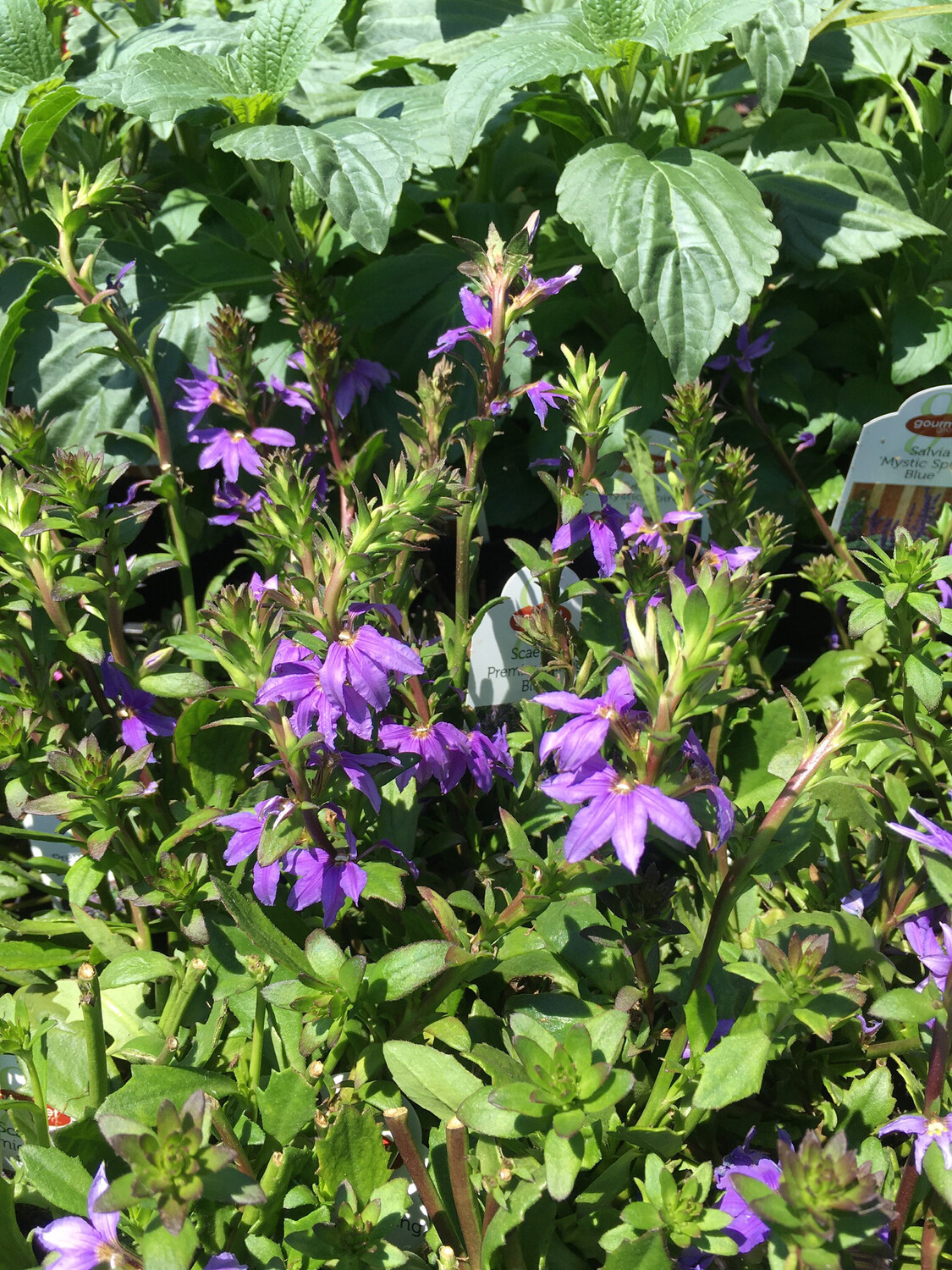 4" Scaevola Premier Trailing Blue - Seeds - Terra Sol Garden Center ...