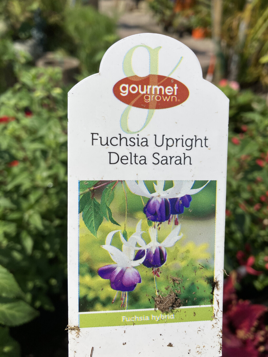 4" Fuchsia Upright Delta Sara - Water Plants - Terra Sol Garden Center ...
