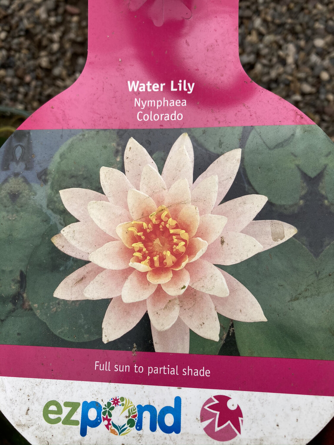 8" WATER LILY 'Colorado' - Water Plants - Terra Sol Garden Center ...