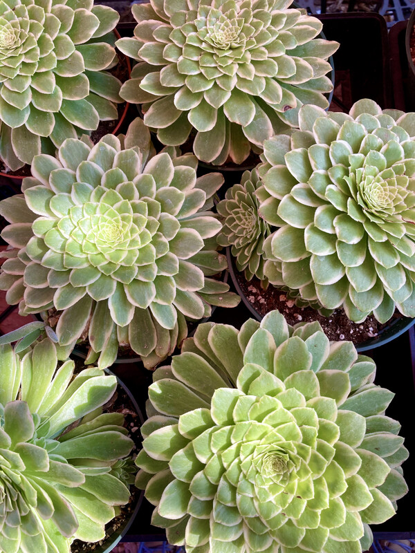 Succulent - Terra Sol Garden Center , Santa Barbara