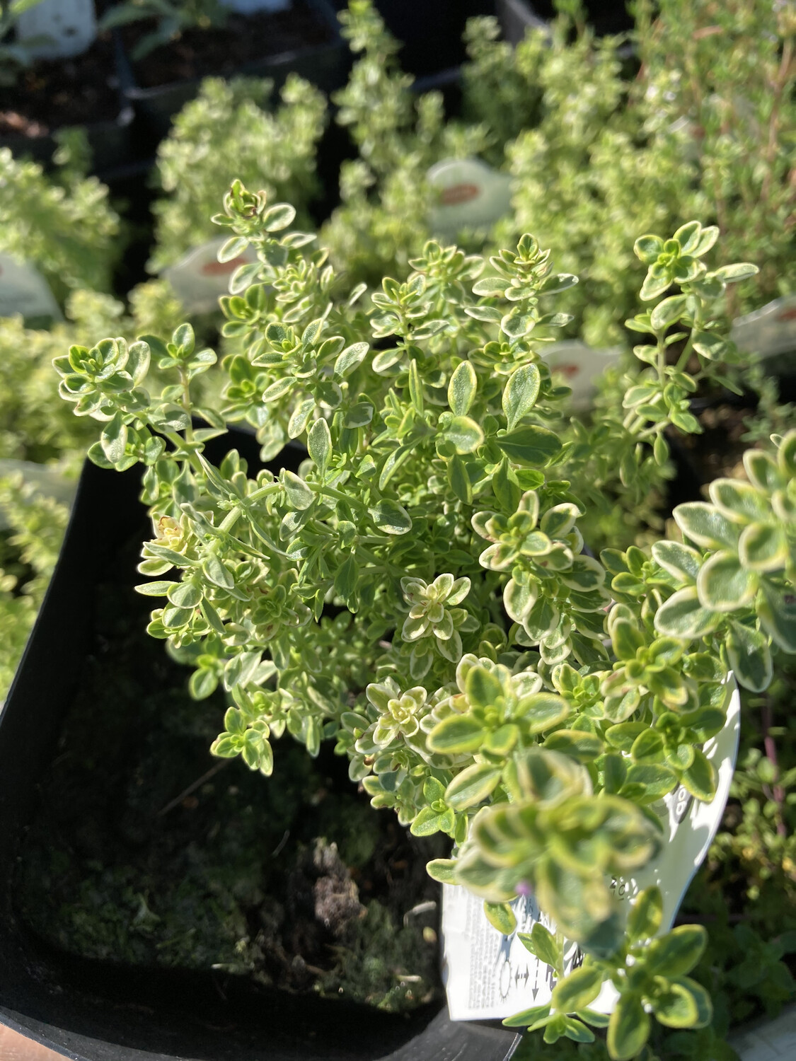 4" Thyme Variegated Lemon - Soils and Fertilizers - Terra Sol Garden ...