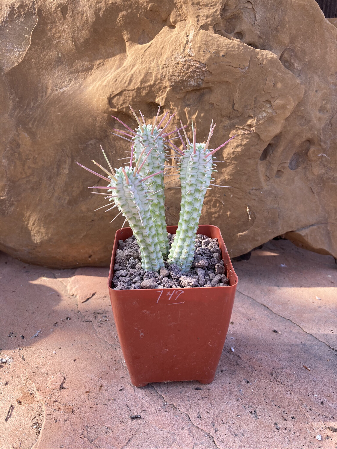 4" Euphorbia mammillaris - Indian Corn Cob - Water Plants - Terra Sol ...