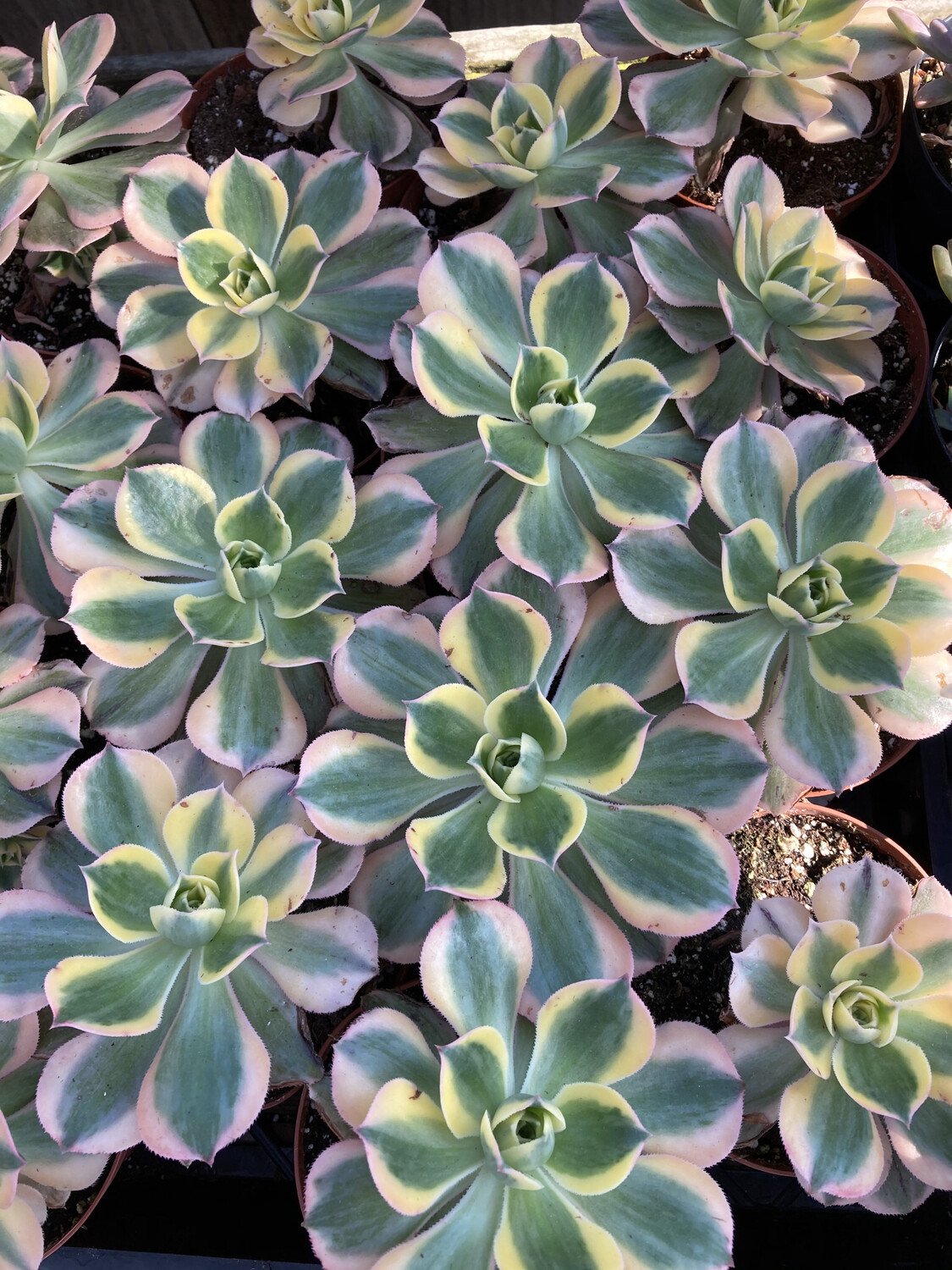 6" Aeonium 'Sunburst' - Pots - Terra Sol Garden Center , Santa Barbara