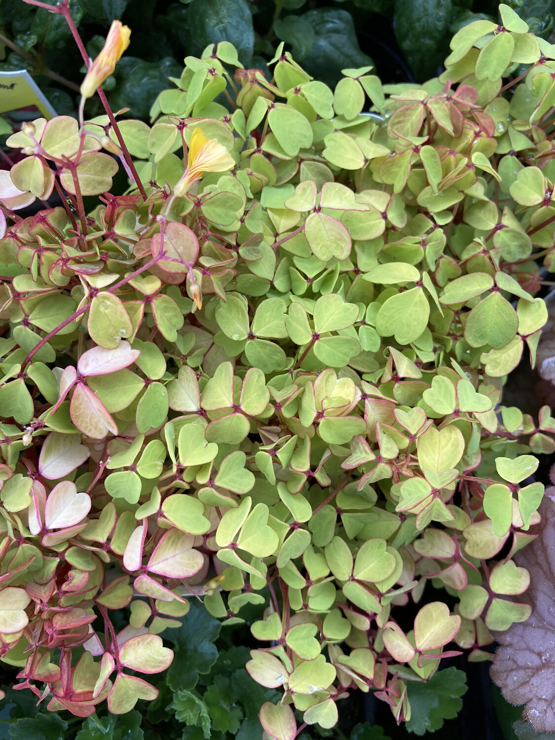 4" Oxalis Sunset - Soils and Fertilizers - Terra Sol Garden Center ...