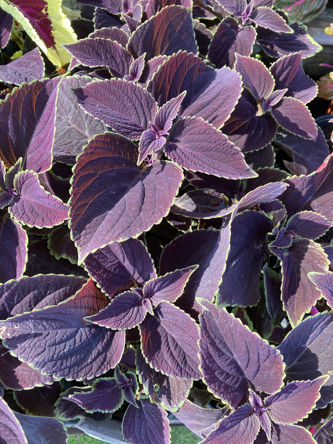 4" Coleus Vino - Water Plants - Terra Sol Garden Center, Santa Barbara