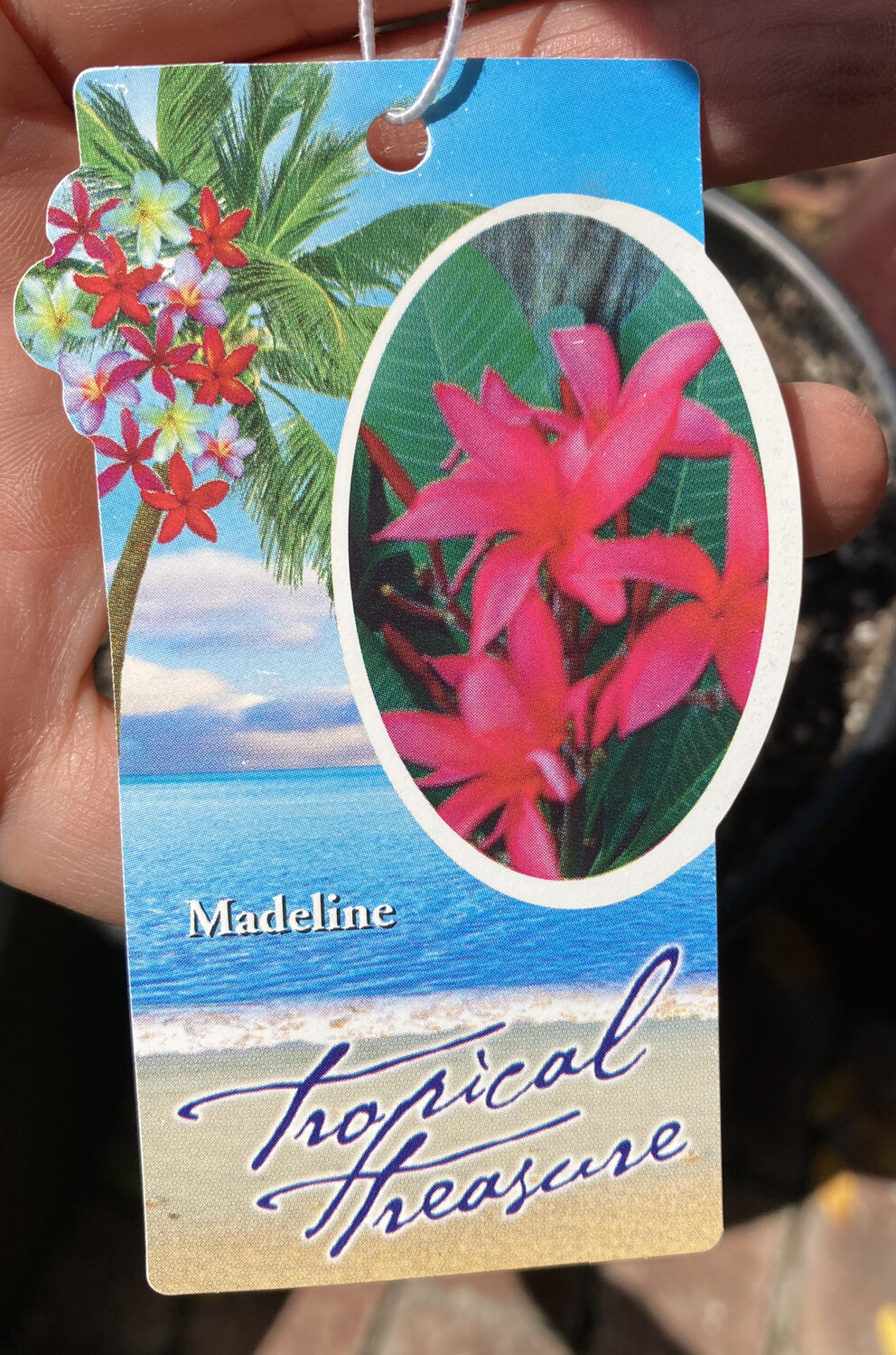 Plumeria 'Madeline' (3 gal) - Landscape Plants - Terra Sol Garden ...